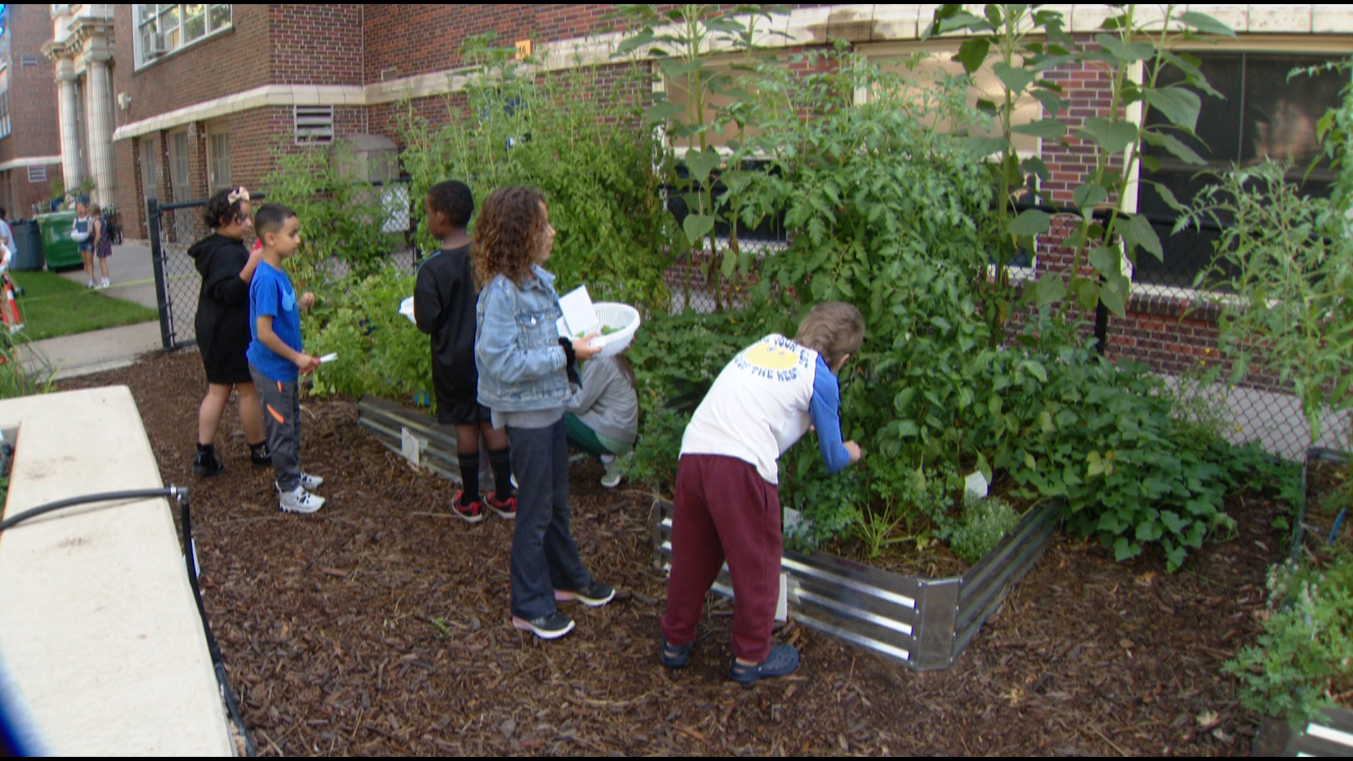 Denver students harvest vegetables, boost food pantry | 9news.com