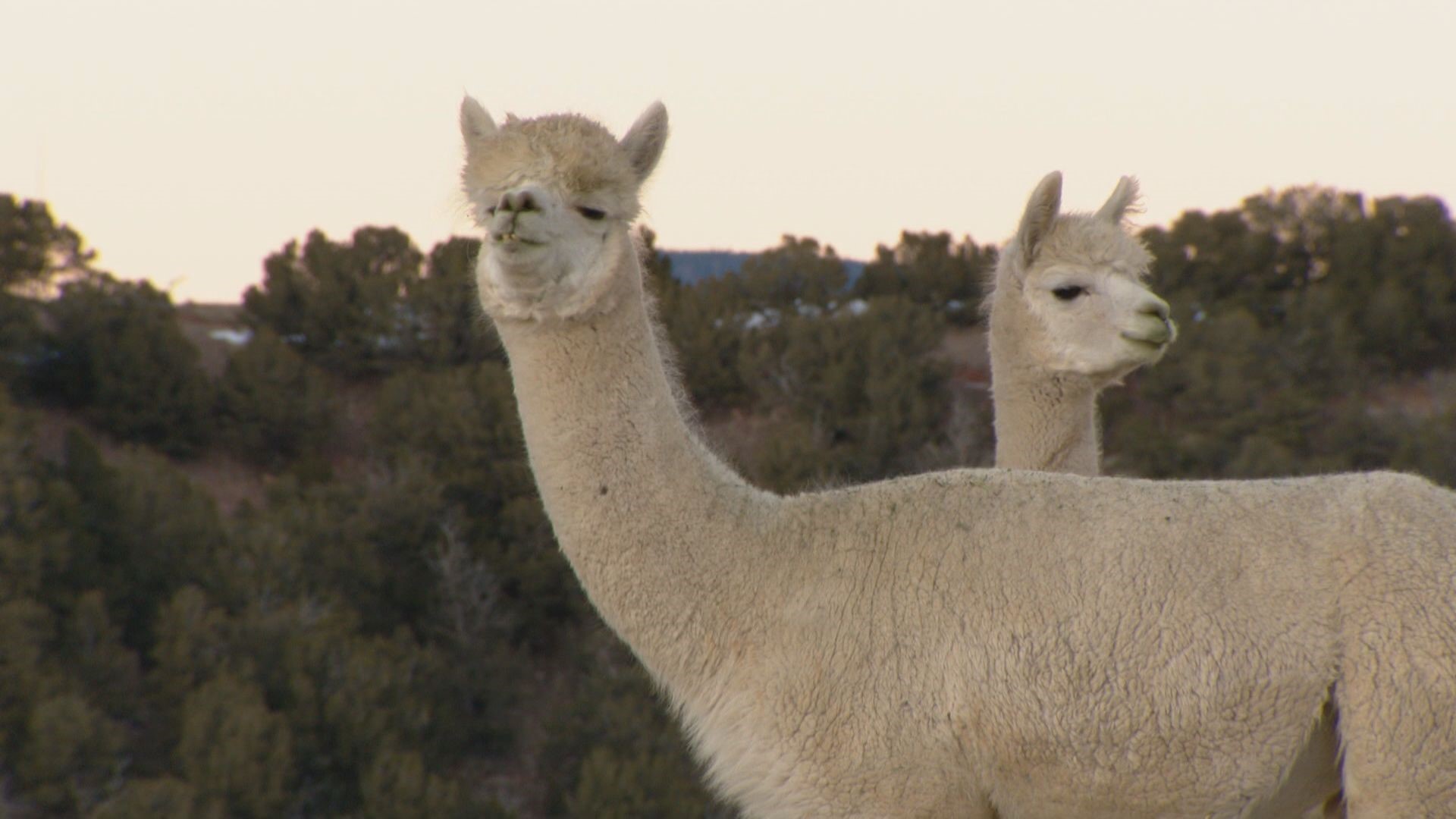 PHOTOS: Inside the Tenacious Unicorn Ranch near Westcliffe | 9news.com