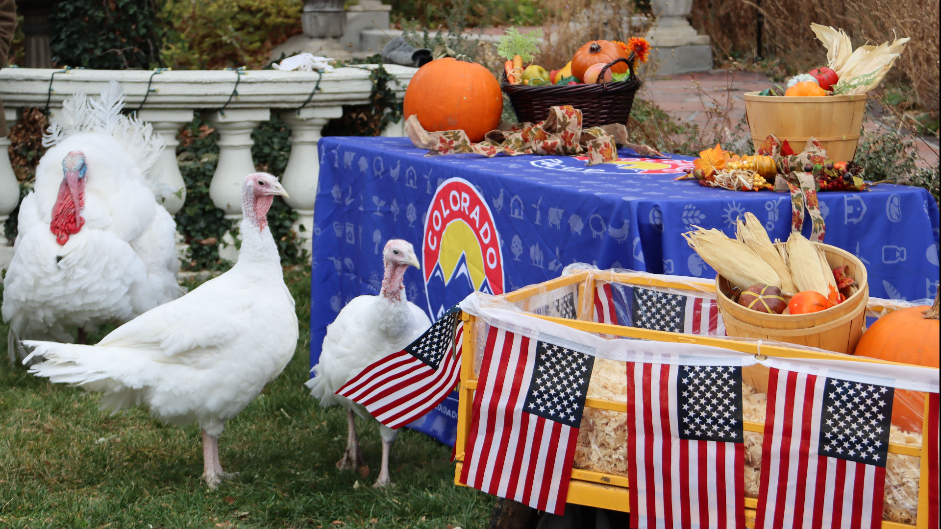 Colorado Governor holds state's first Thanksgiving turkey pardon ...
