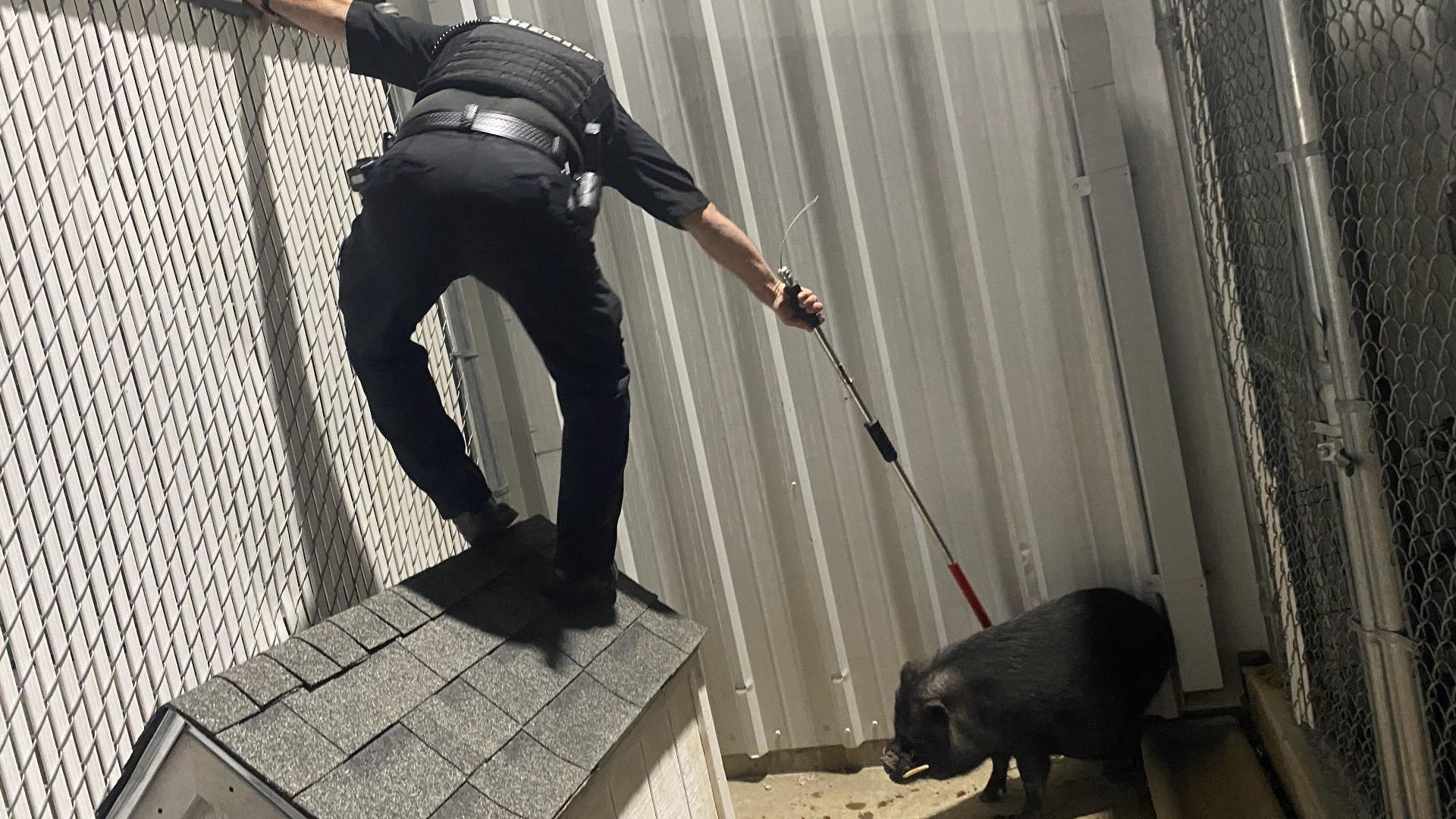 Lost pig Chris P. Bacon picked up by deputies in Denver metro | 9news.com