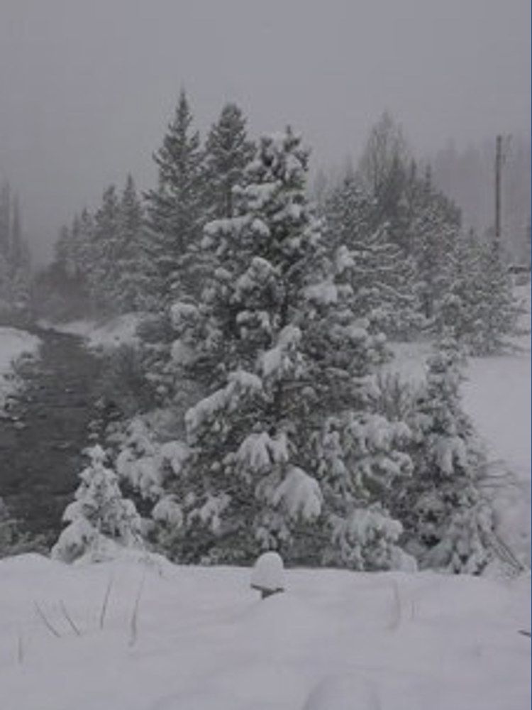 Heavy wet snow blankets Colorado Wednesday, leads to downed trees ...