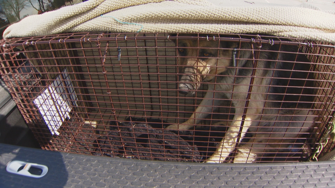 Park Hill Dave gets new home in Denver after capture | 9news.com