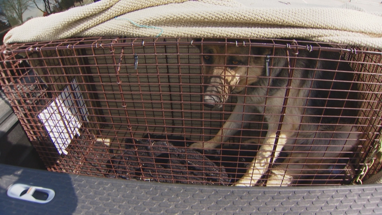 Park Hill Dave gets new home in Denver after capture | 9news.com