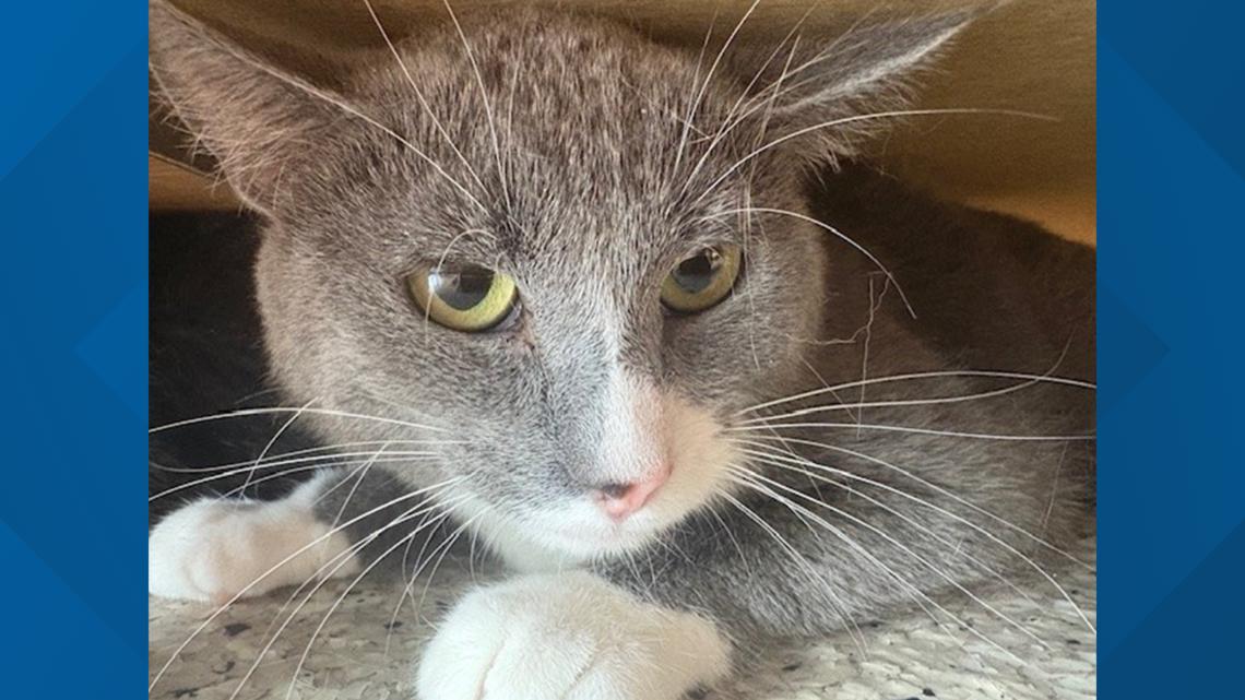 Colorado animal rescue saves over 100 cats, dogs in cruelty case ...