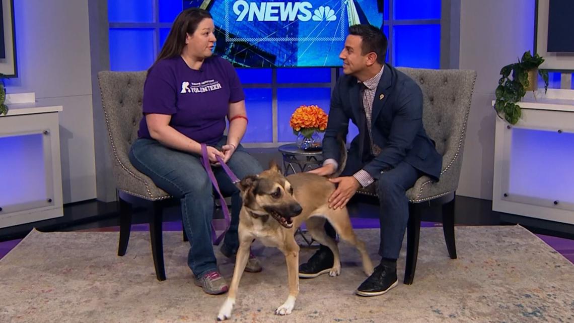 Adopt Huntress: Energetic dog seeks loving home at Longmont Humane ...