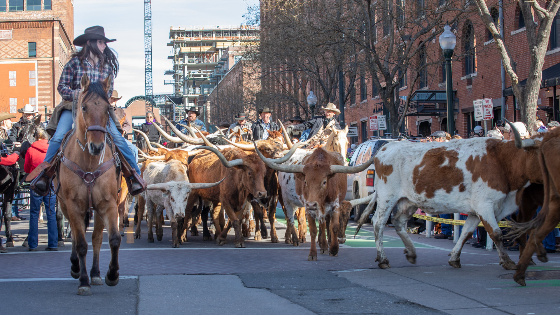 National Western Stock Show parade to be held in Denver this week ...