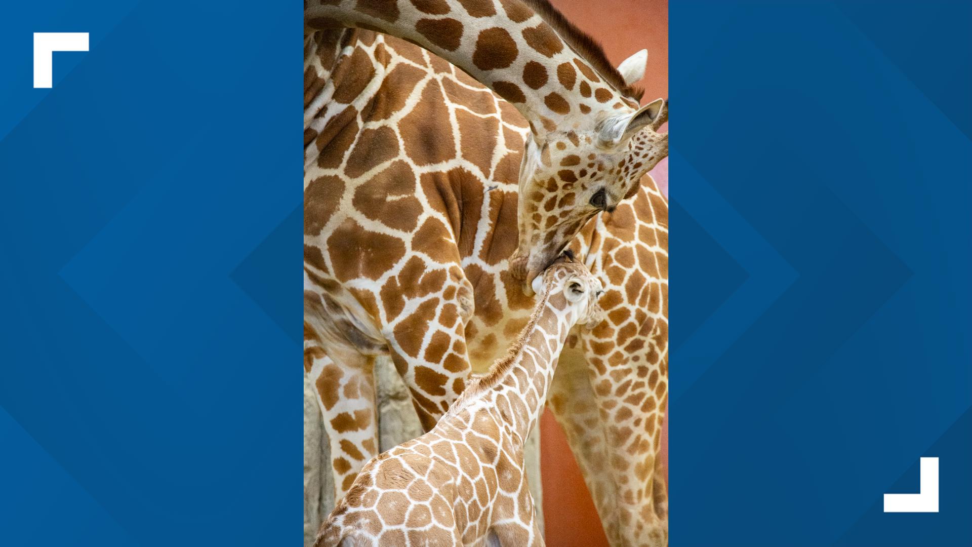 Baby giraffe born at Denver Zoo: See the cute first photos | 9news.com