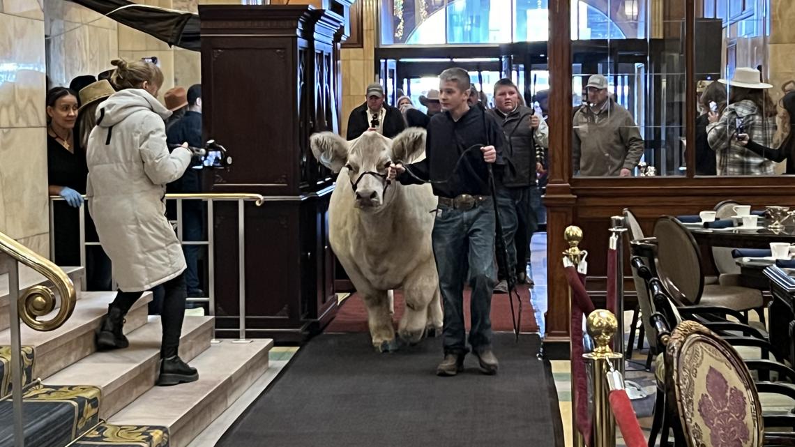 Grand champion steers of 2024 Stock Show visit Brown Palace hotel ...