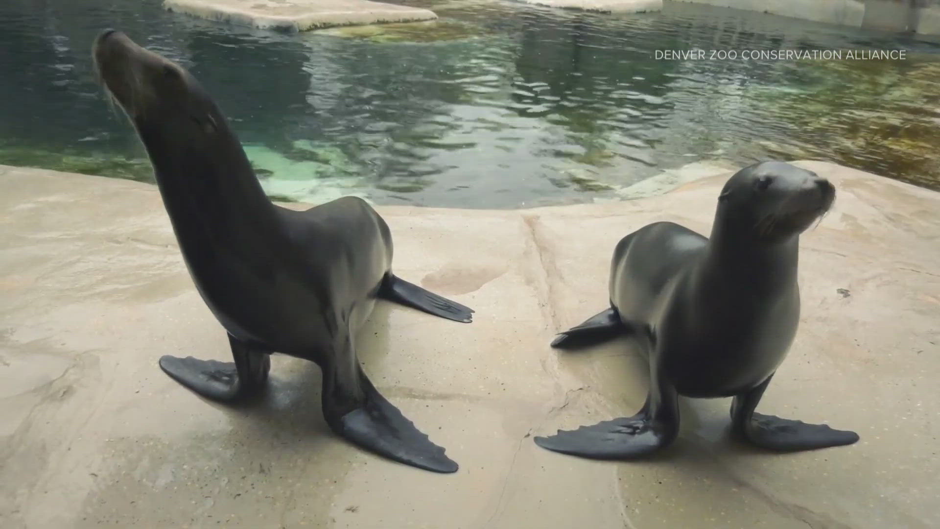 New Thornton Community Center, Anythink Library groundbreaking | 9news.com