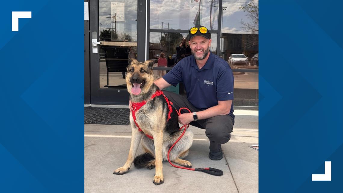 Park Hill Dave gets new home in Denver after capture | 9news.com