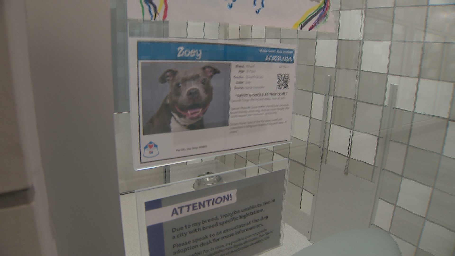 Denver repealed its pit bull ban. What's next? | 9news.com