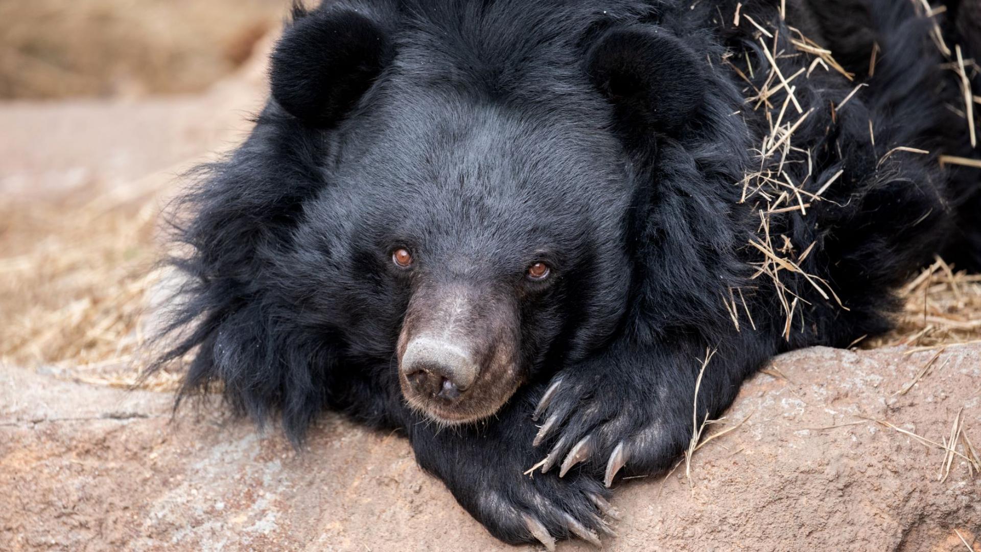 Beezler, Oldest US Asiatic Black Bear, Passes at Cheyenne Mountain Zoo ...