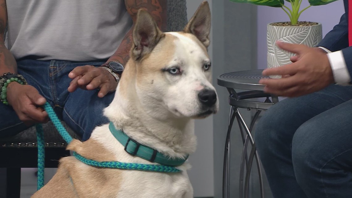 Petline9: Husky-Basenji mix needs new home | 9news.com