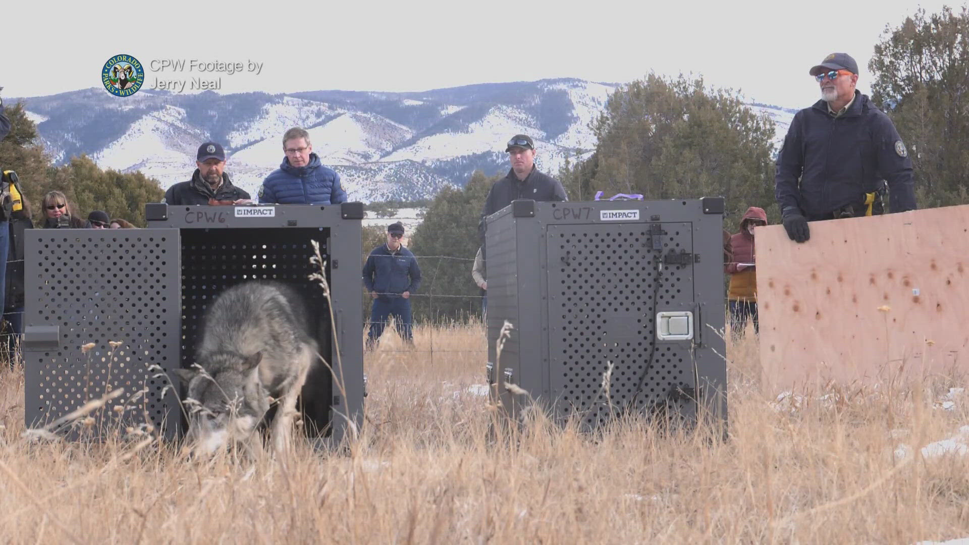 Canadian gray wolf dies in northwest Colorado, CPW says | 9news.com
