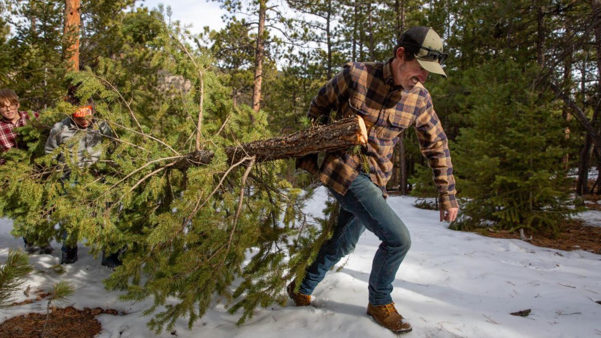 Where to cut down Christmas tree at Golden Gate Canyon State Park | 9news.com