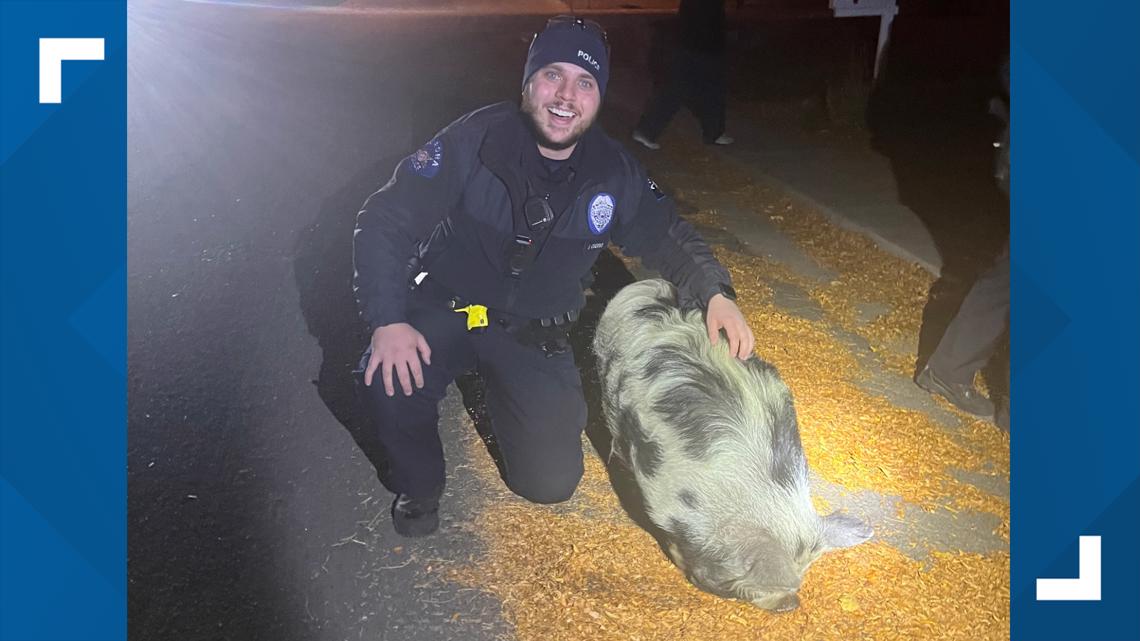 Aurora Police find lost pig's owners after wild Sunday night | 9news.com