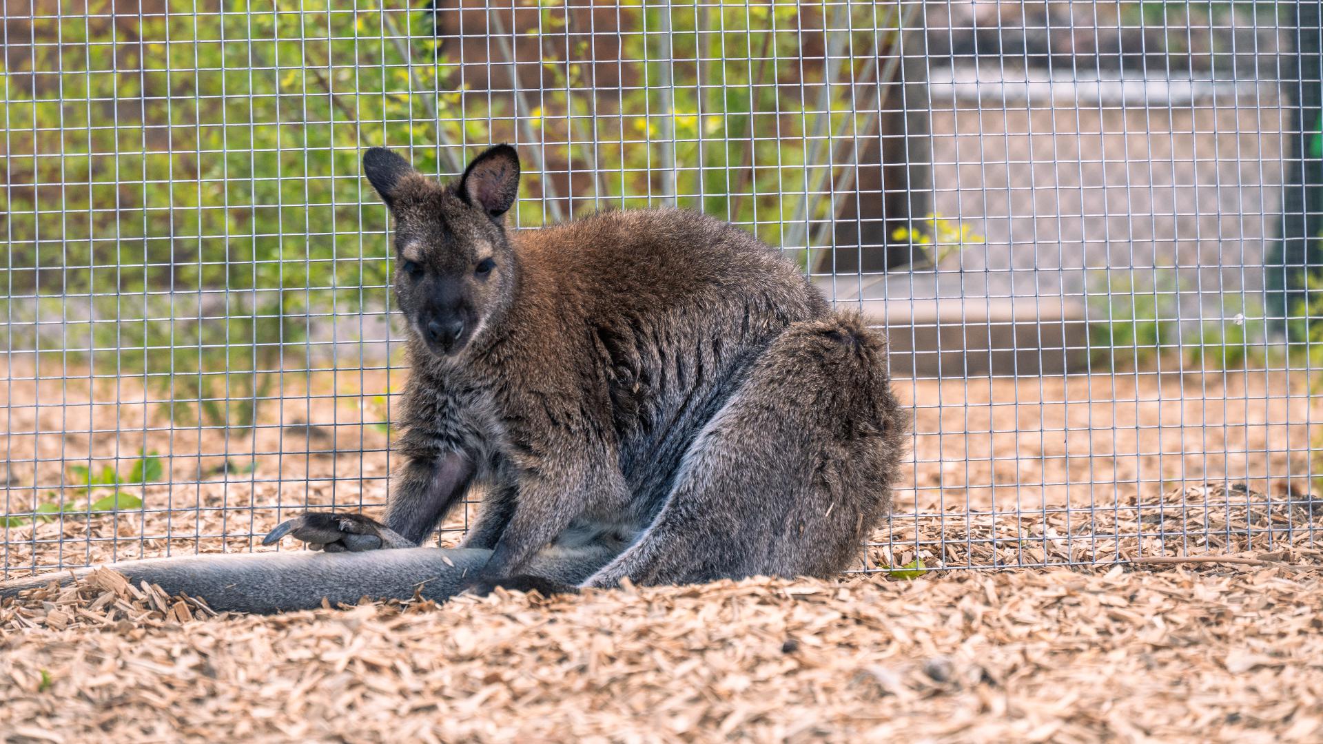 Denver Zoo opens new 'Down Under' animal habitat | 9news.com