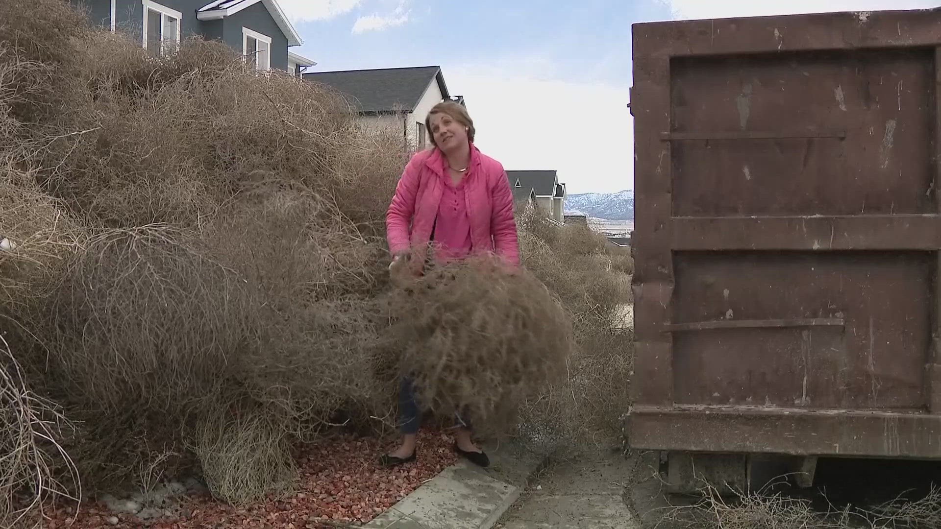 Utah neighborhood overrun by tumbleweeds | 9news.com