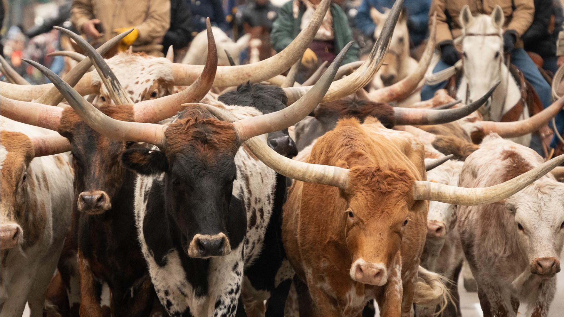 National Western Stock Show parade to be held in Denver this week ...