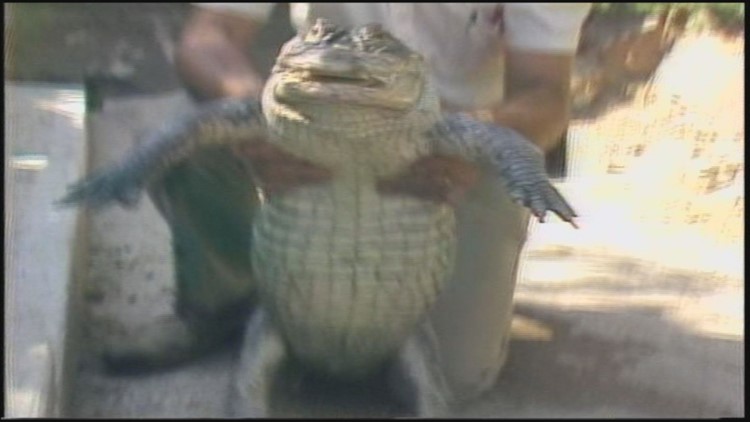 Remembering Albert the Alligator who lived in Denver's City Park ...
