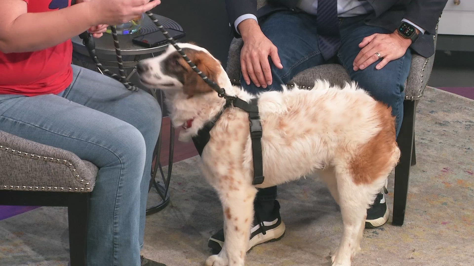 Meet Patches: a 9-month-old Saint Bernard mix | 9news.com