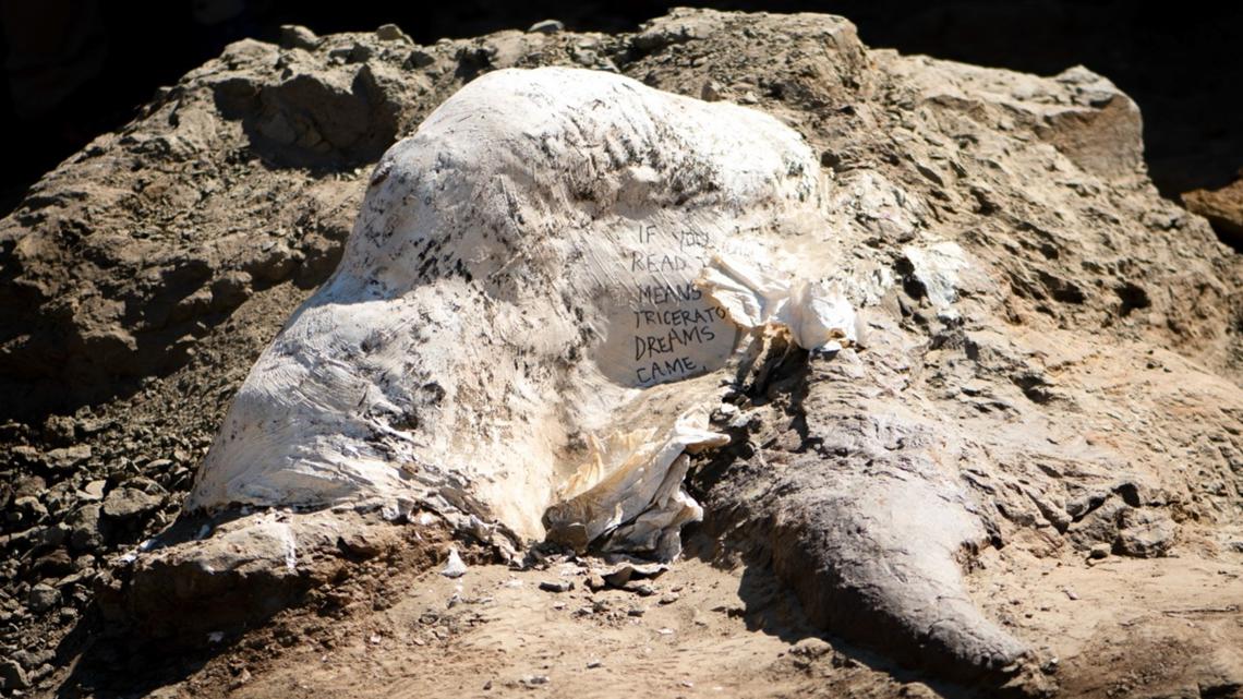 Denver museum exhibits one of the most complete Triceratops fossils ...