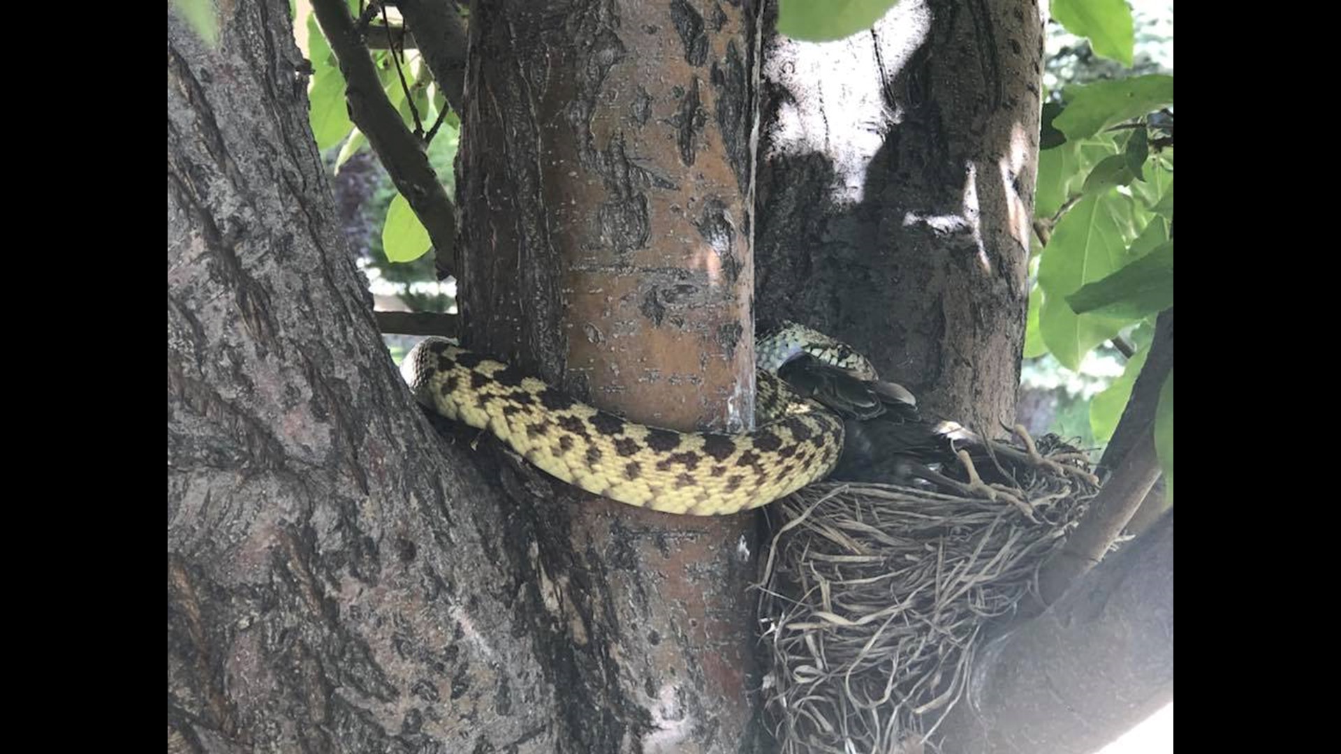 Erie homeowner finds large snake curled around tree | 9news.com
