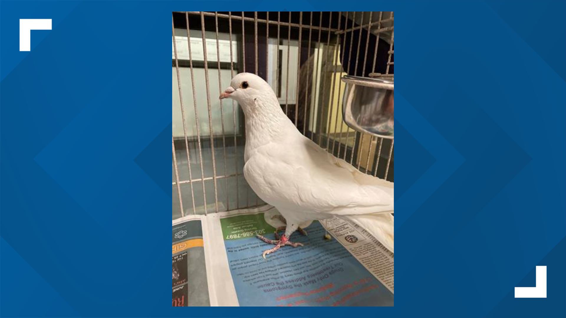 Denver Animal Shelter takes in lots of other animals | 9news.com
