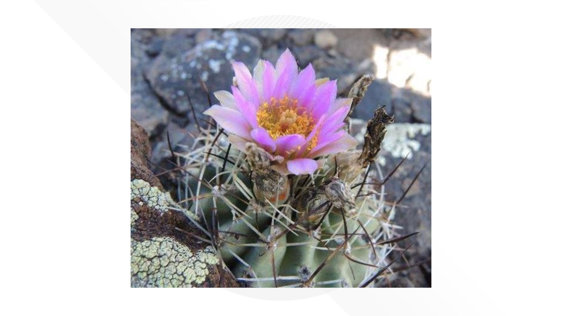 Colorado cactus to be removed from threatened, endangered list | 9news.com