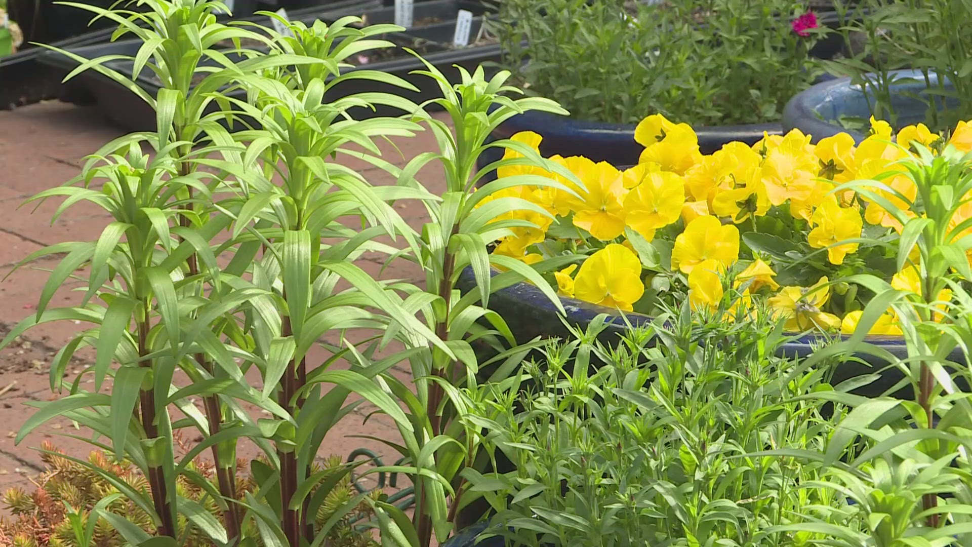 How to acclimate greenhouse plants for outdoor growth | 9news.com
