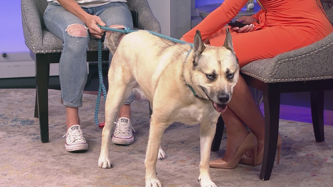 Petline9: 8-year-old Indigo is ready for a permanent home | 9news.com