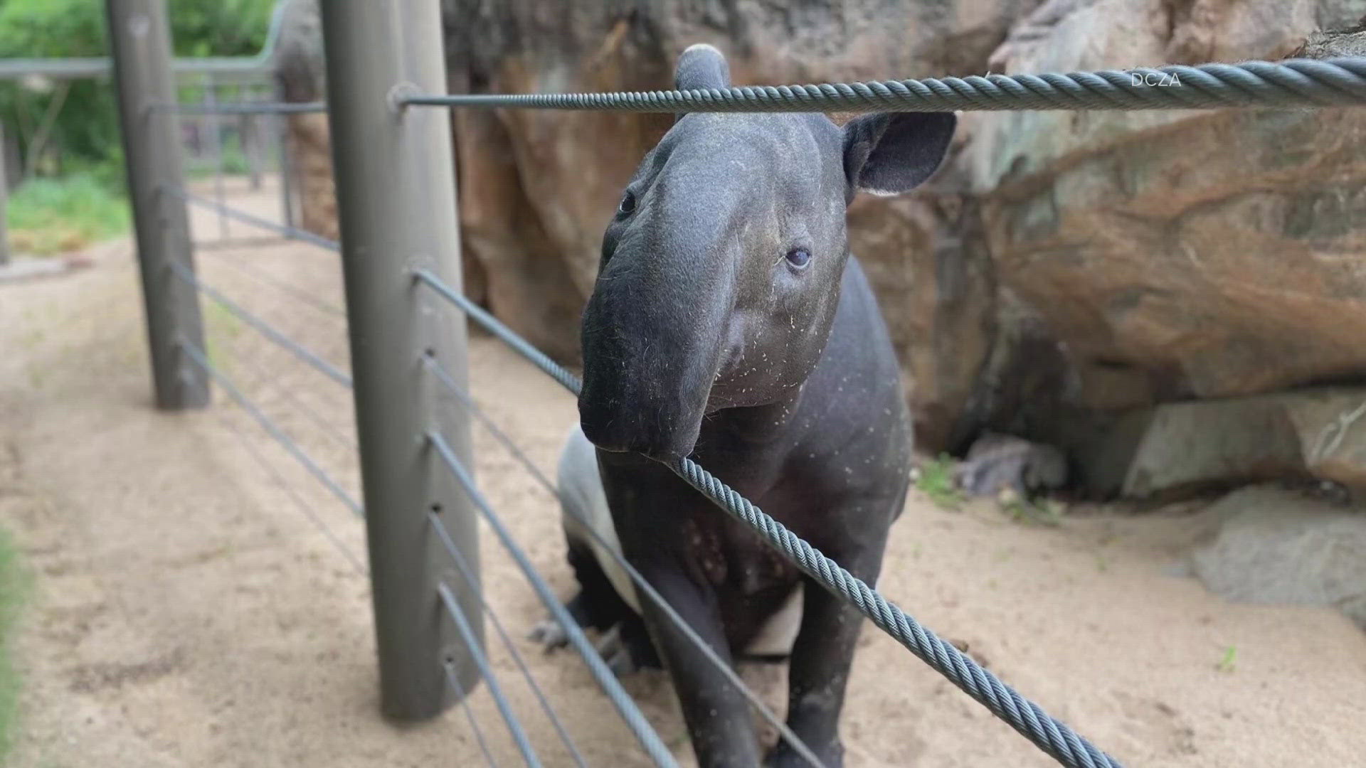 Zibanejad's hat trick and record-breaking power-play goal lead Rangers ...