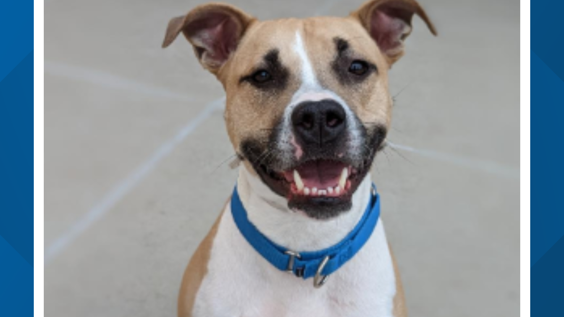 Denver Animal Shelter offering holiday adoption deal | 9news.com