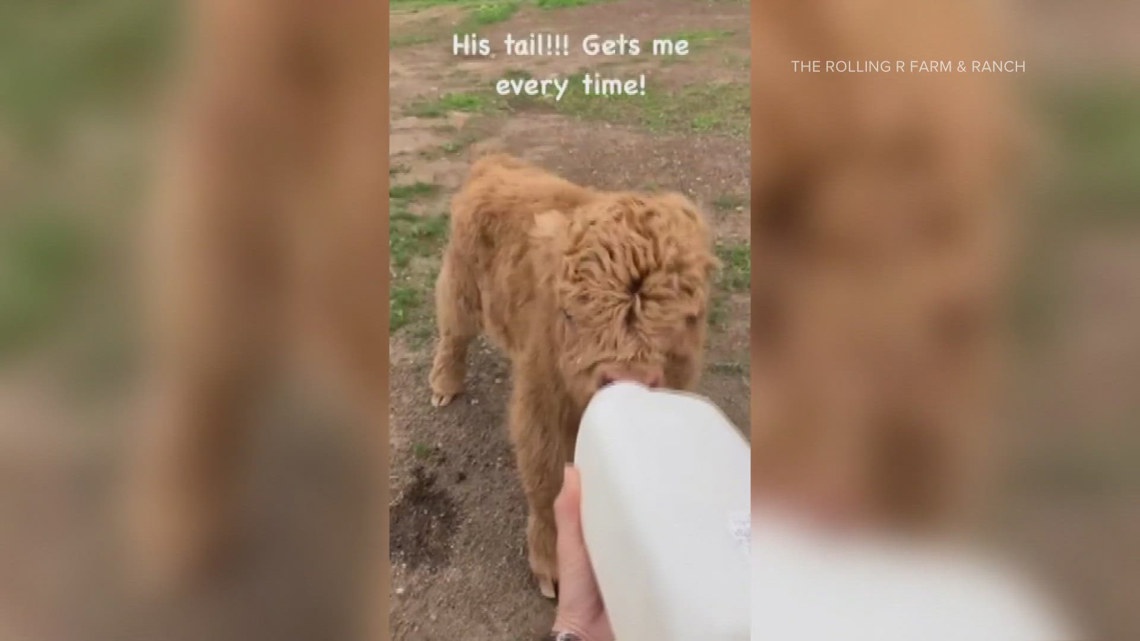 Book cuddles with Kevin the Highland cow for a good cause | 9news.com