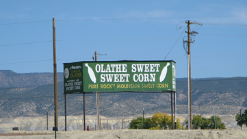 'Olathe sweet' sweet corn harvested in Colorado | 9news.com