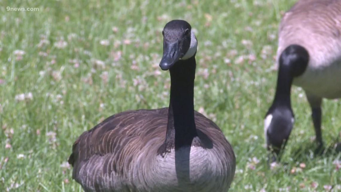 Denver Parks begins culling geese at Sloan's Lake Park | 9news.com