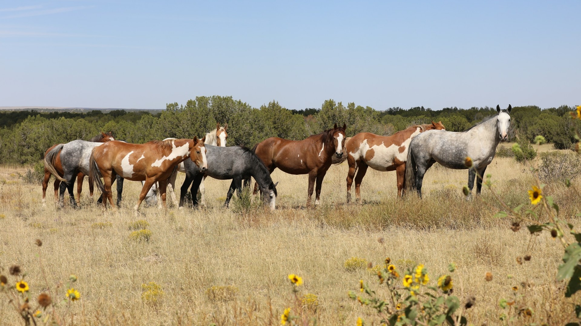 22,450-acre wild horse refuge to protect mustangs in Colorado | 9news.com