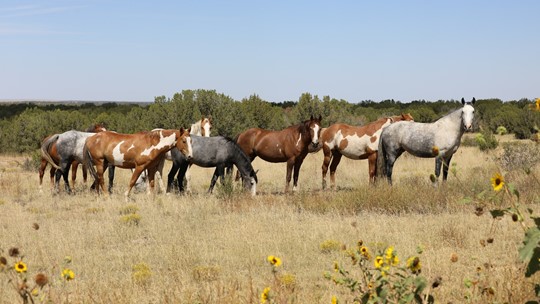 22,450-acre wild horse refuge to protect mustangs in Colorado | 9news.com