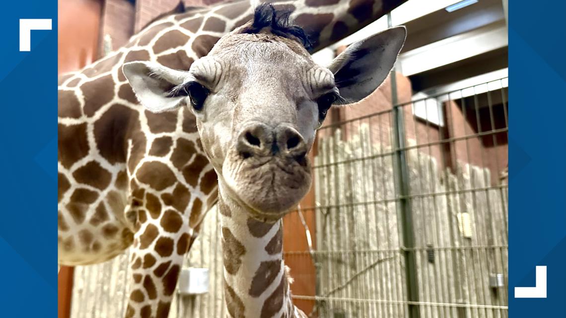 Baby giraffe born at Denver Zoo: See the cute first photos | 9news.com