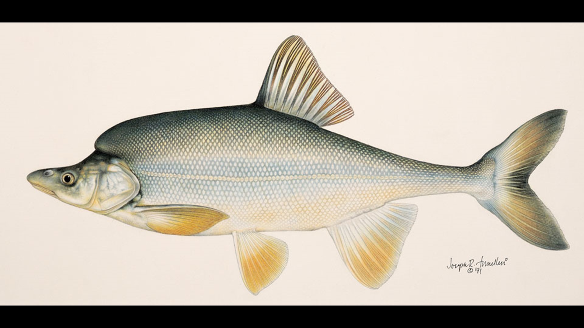 Petition wants to rename Grand Junction Rockies the Humpback Chubs ...