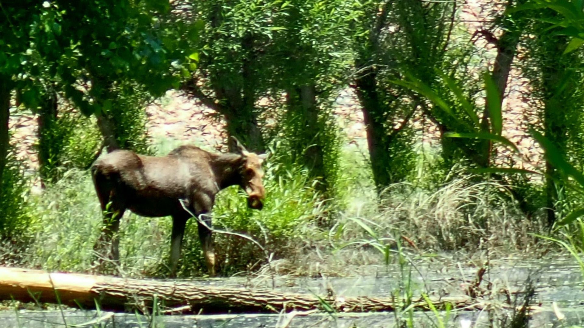 Moose spotted at Chatfield State Park near Denver | 9news.com