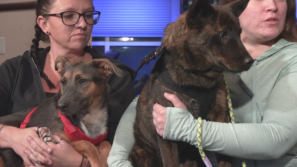 Petline9: Fern and Gnatty need a forever home | 9news.com
