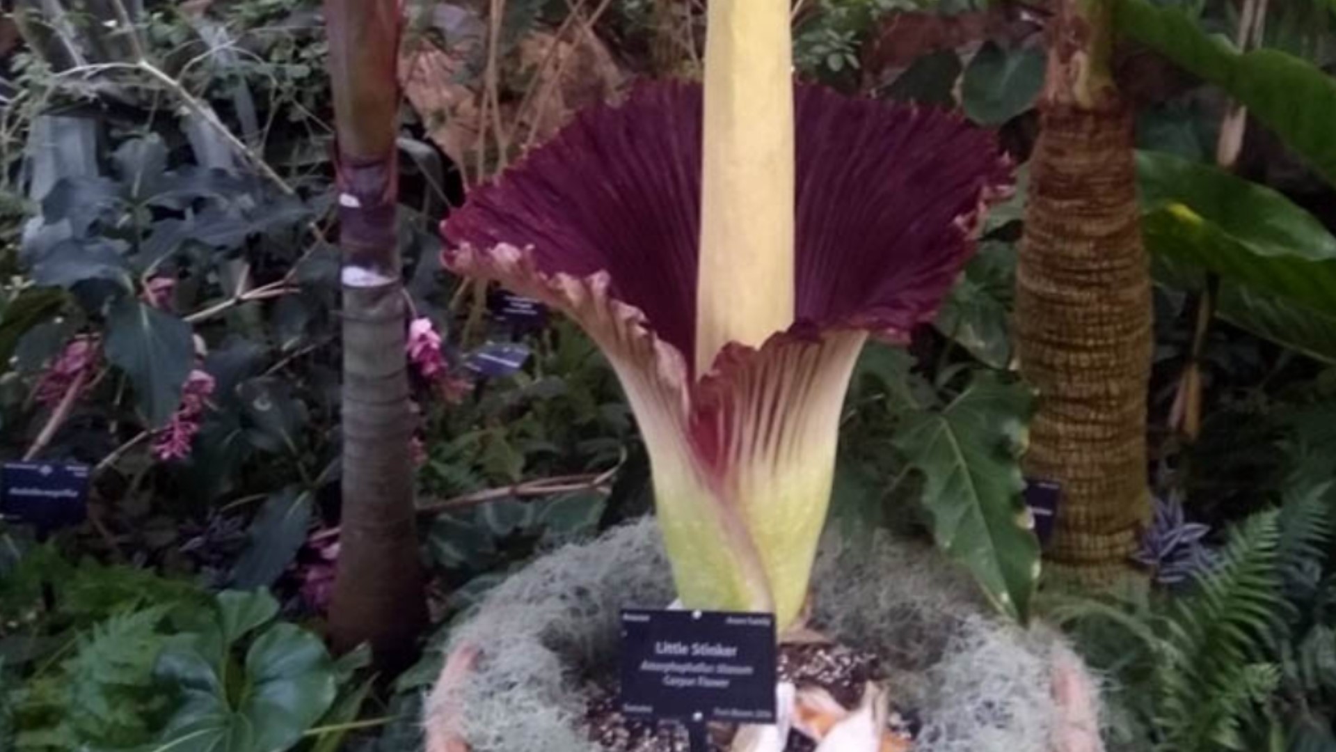 Corpse flower Little Stinker blooms at Denver Botanic Gardens | 9news.com