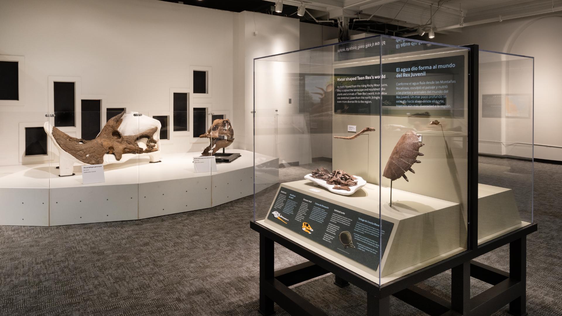 Rare 'Teen Rex' tyrannosaur fossil on display at Denver museum | 9news.com