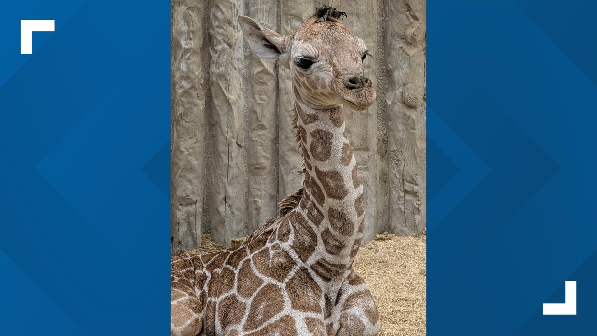 Baby giraffe born at Denver Zoo: See the cute first photos | 9news.com