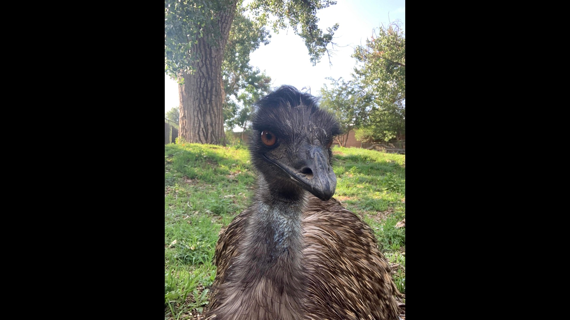Ralph the Emu passes away at Denver Zoo | 9news.com