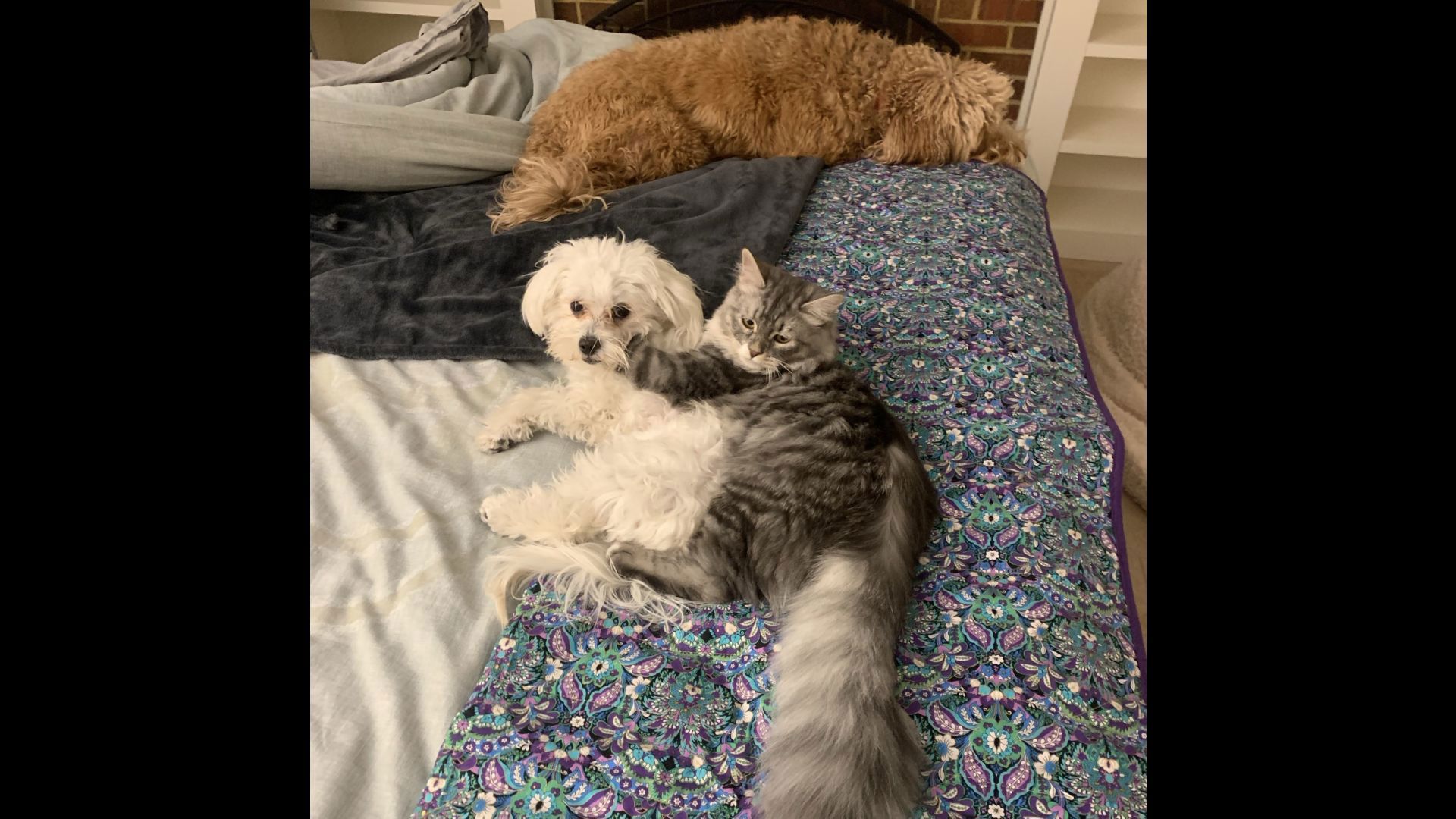 International Cat Day: Colorado shares its cat photos on 9NEWS | 9news.com