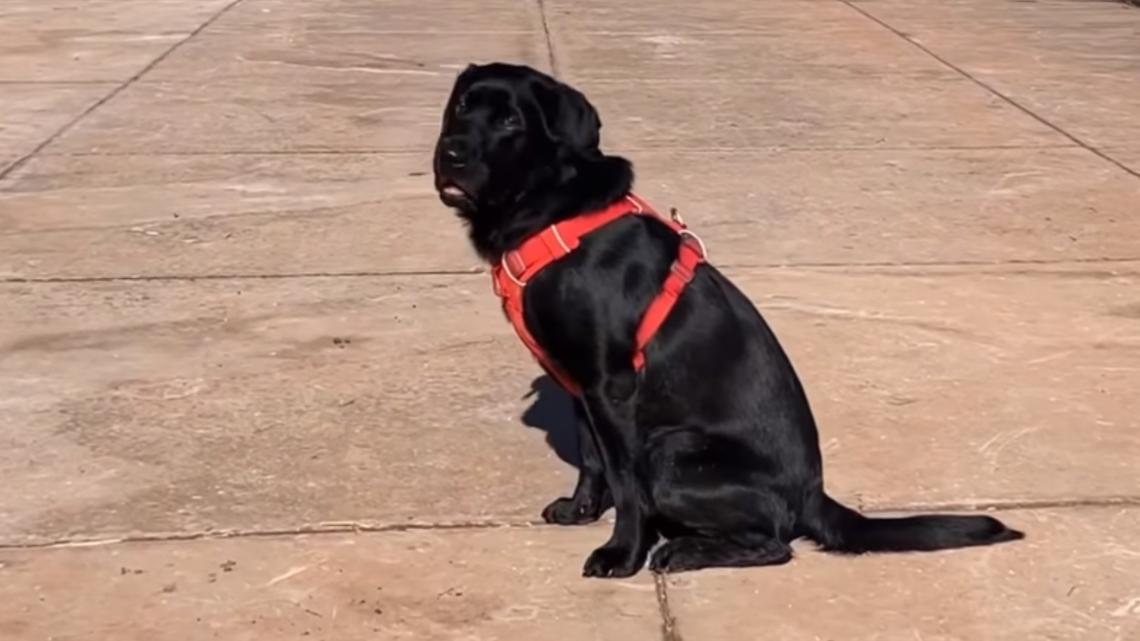 Peaches is Denver Fire's newest accelerant detecting K9 dog | 9news.com