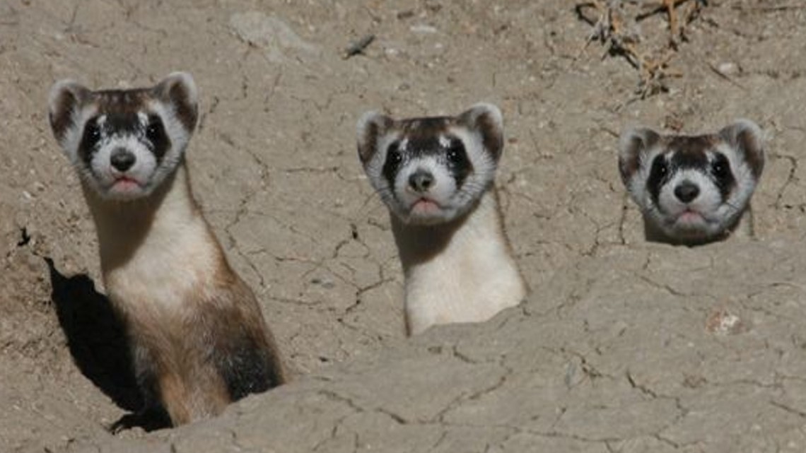 Working to save the black-footed ferret with conservation, cloning and breeding | 9news.com