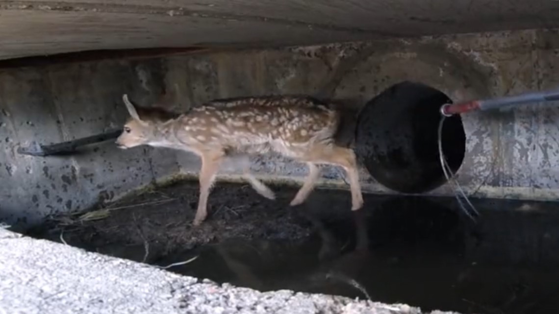 Colorado wildlife officials rescue fawn stuck in sewer | 9news.com